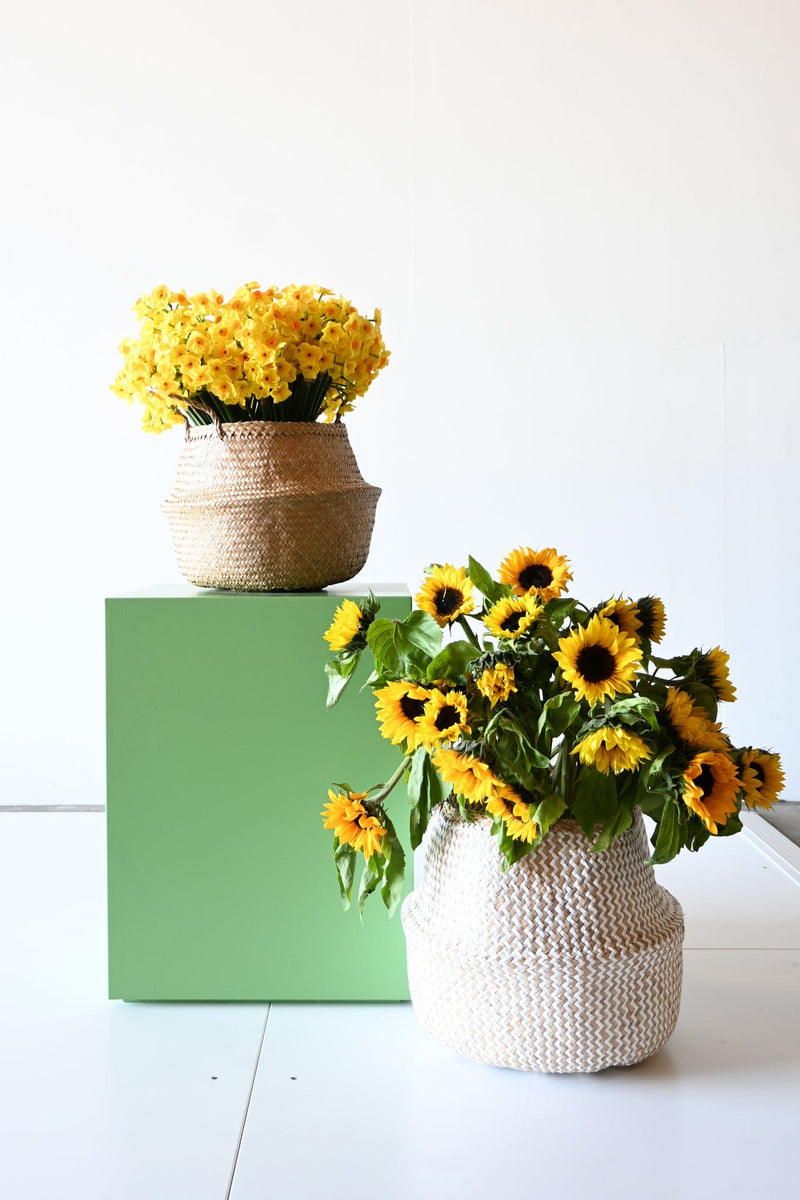 BW Plinth - 600mm H - MID GREEN - PLINTH HIRE SYDNEY REGION - TIMBERMILL